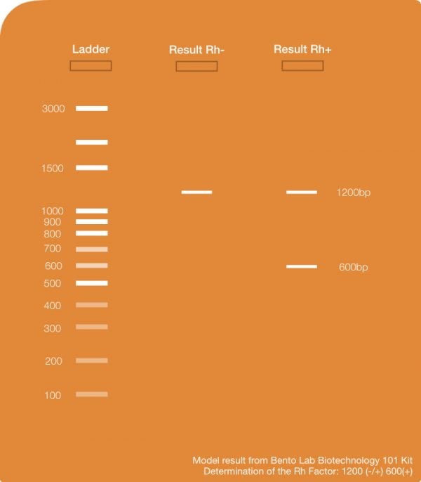 Biotechnology 101 Guide: Rhesus blood group | Bento Lab